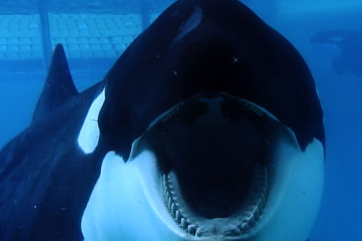Blackfish - VPRO Cinema - VPRO Gids
